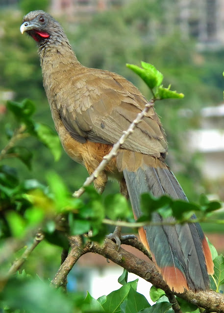 Aves de Jardín . Birds in our garden: diciembre 2009