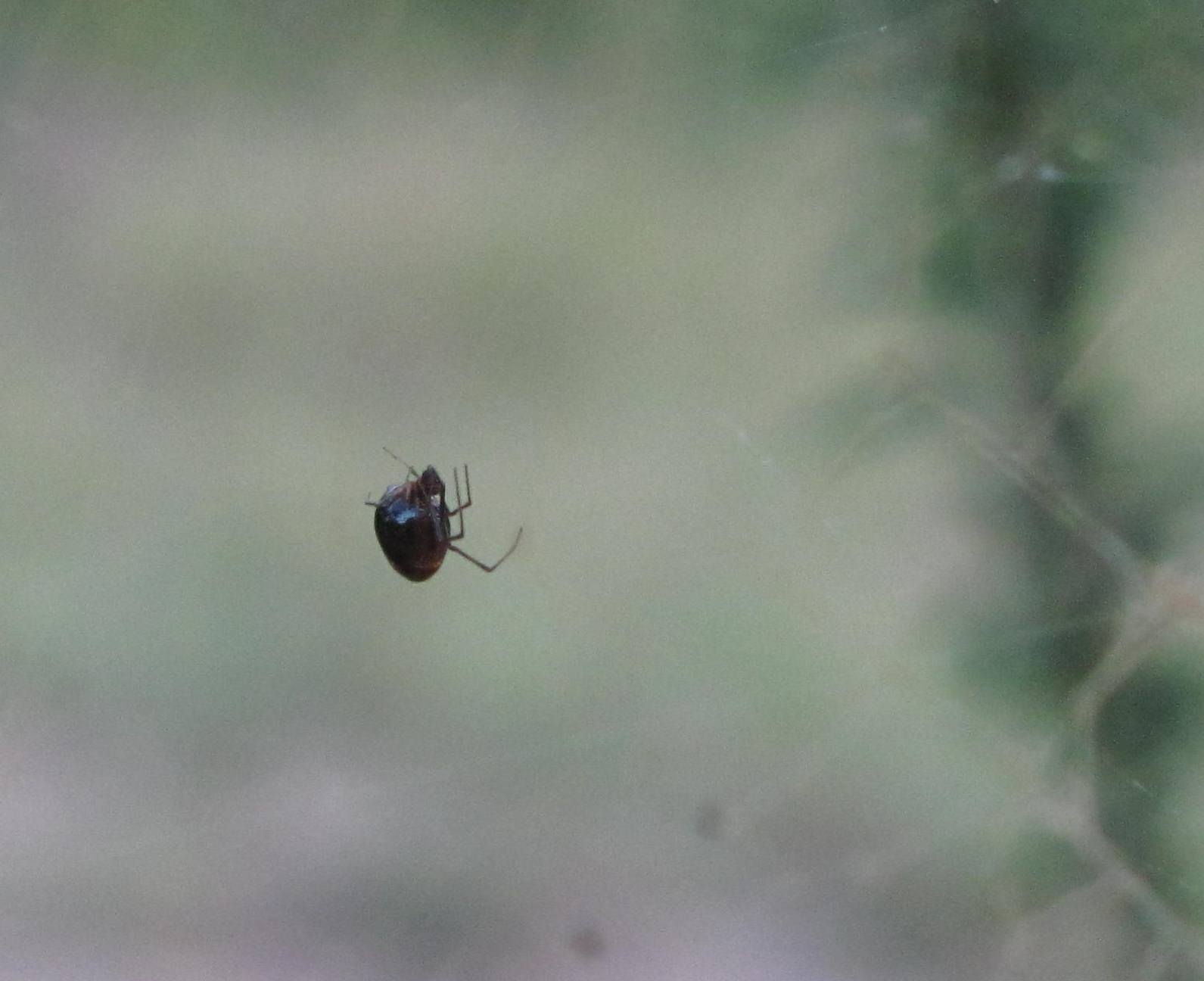 Kenyan Spiders: Button/Widow Spiders - Family Theridiidae