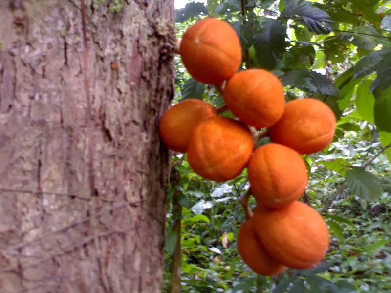 11. Banten - Kokoleceran ( Vatica bantamensis )