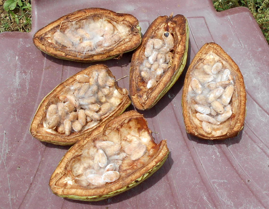 Perpetuating Peace in Panama: Chocolate, Bano Completion and Color