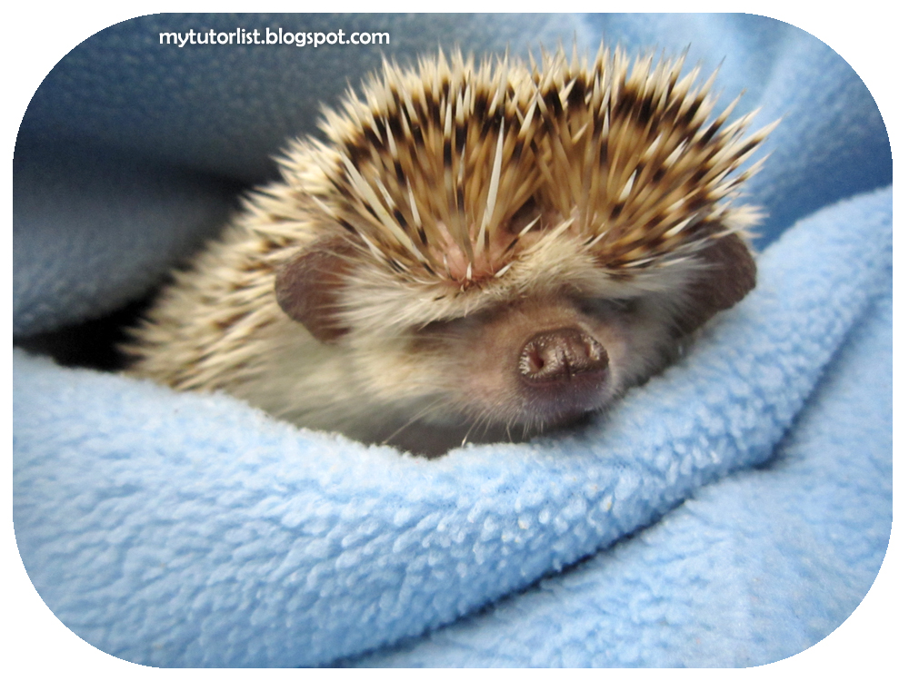 Poggy is Better : Behind Mytutorlist.com