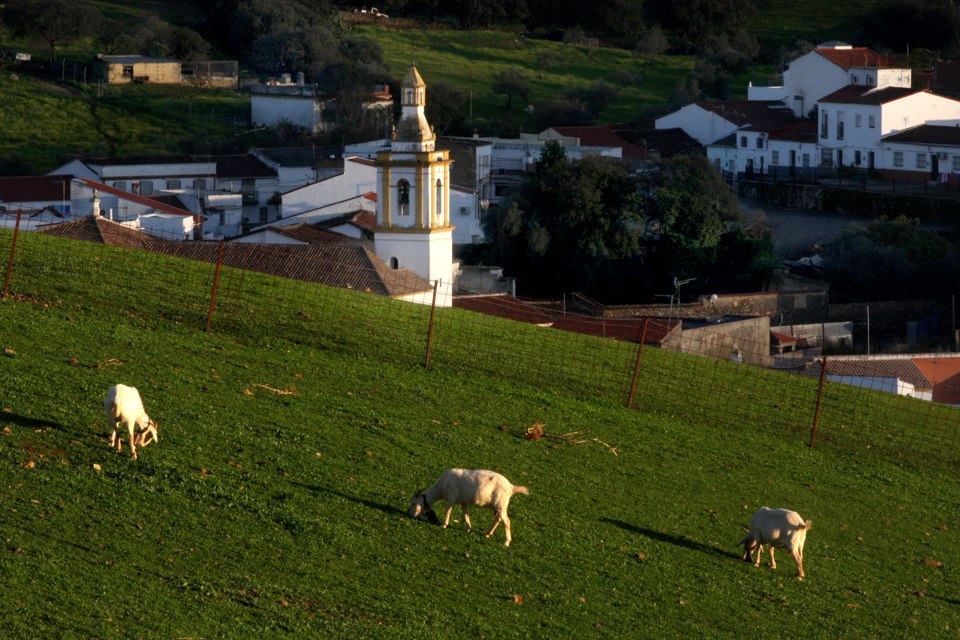 NATURALEZA A UN PASO DE SEVILLA: El Ronquillo