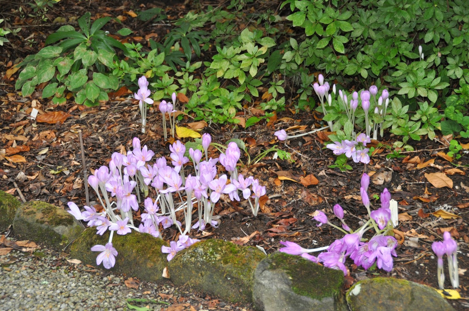 Alpine Garden Society Victorian Group: Autumn Glories.