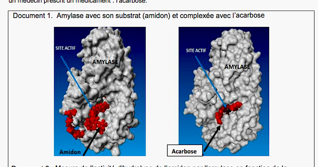 Banque de documents pour les SVT du lycée: Amylase salivaire (spé)