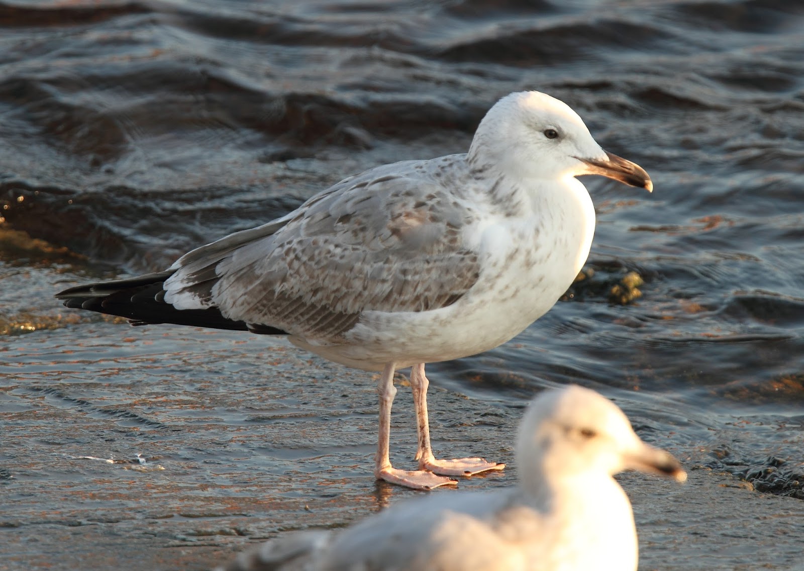 TT's Birding Blog: Caspian Gull
