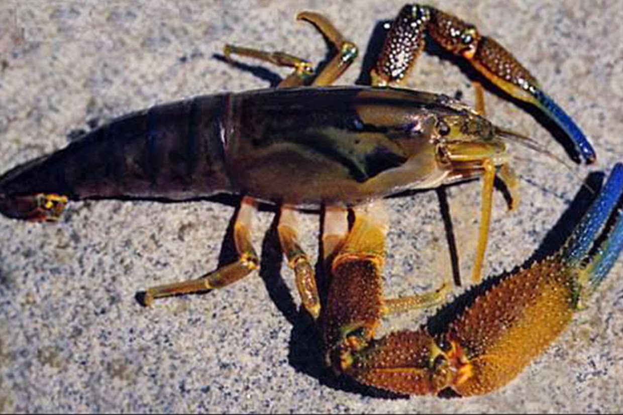 Gobierno Regional de Lima: INICIÓ VEDA DEL CAMARÓN DE RÍO EN LITORAL DE ...