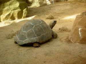 Horsefield Tortoise Facts ~ Tortoise Types