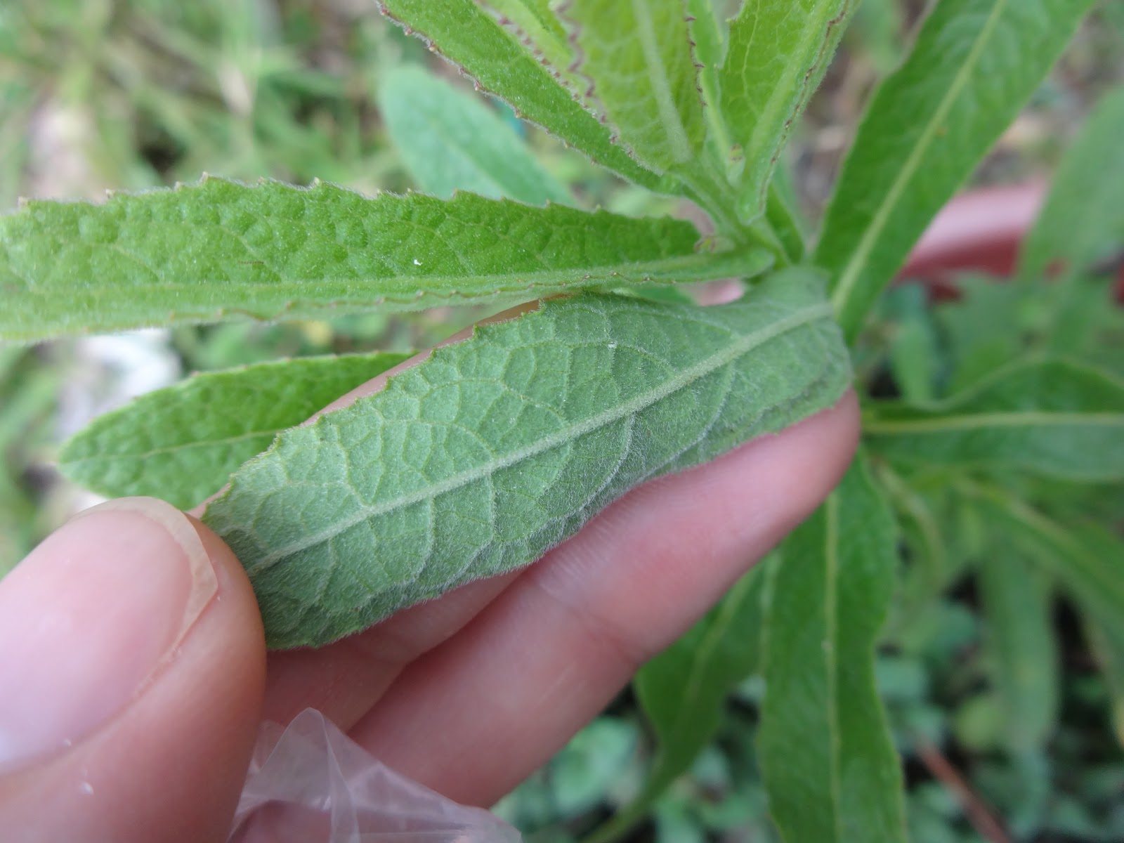 Herbs from Distant Lands: Laggera alata - Winged-Stem Laggera, Liu Leng ...