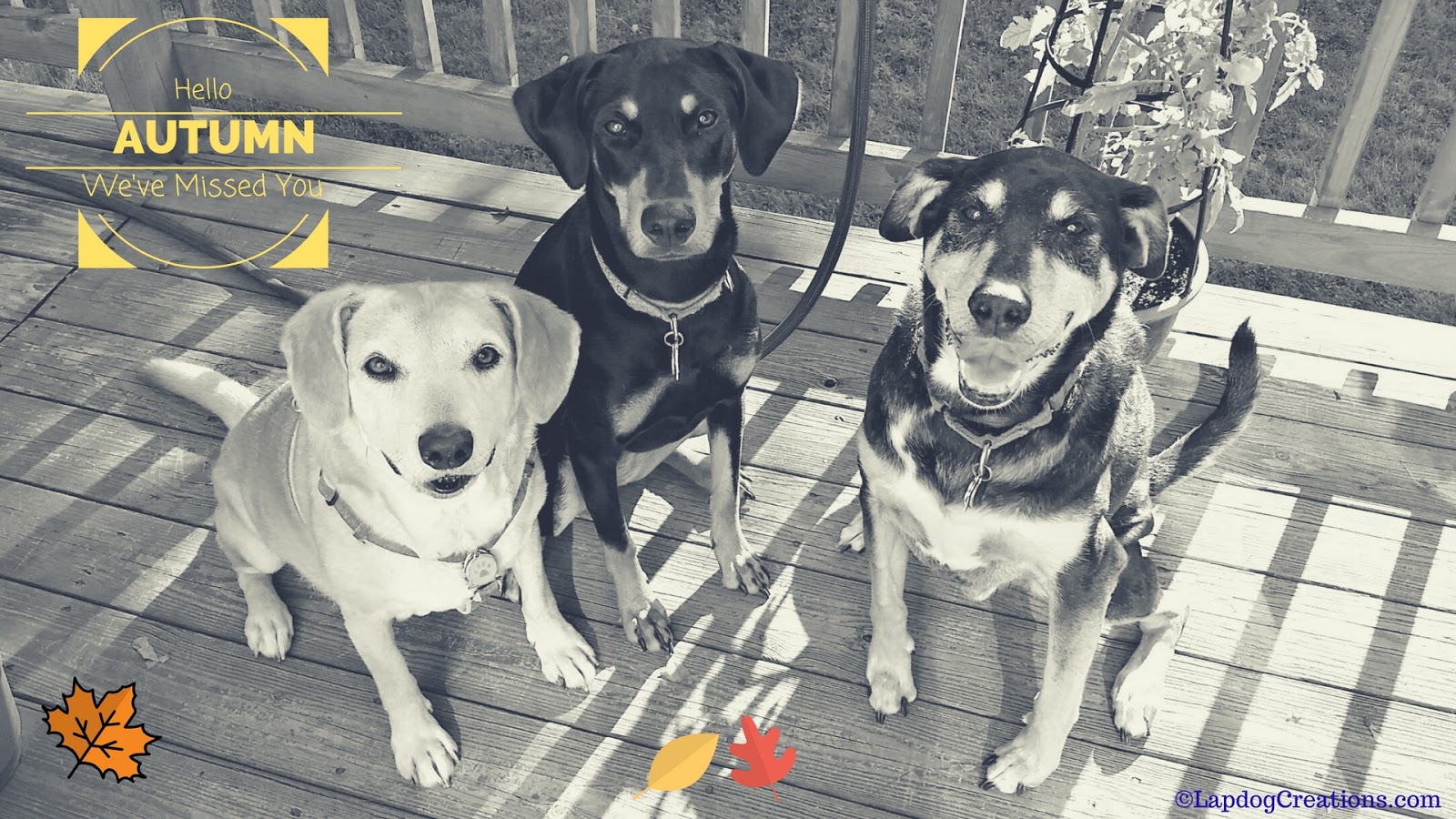 Lapdog Creations: Hello Autumn, We've Missed You #BlackAndWhiteSunday