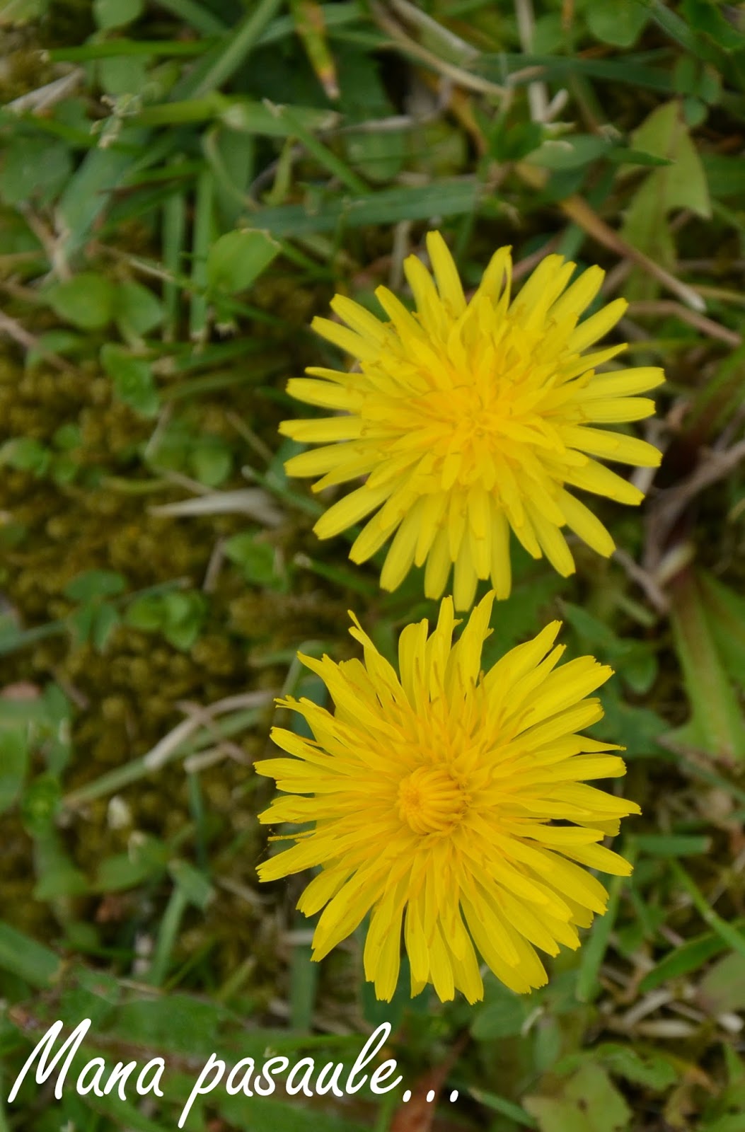 Mana pasaule...: Par pienenēm...