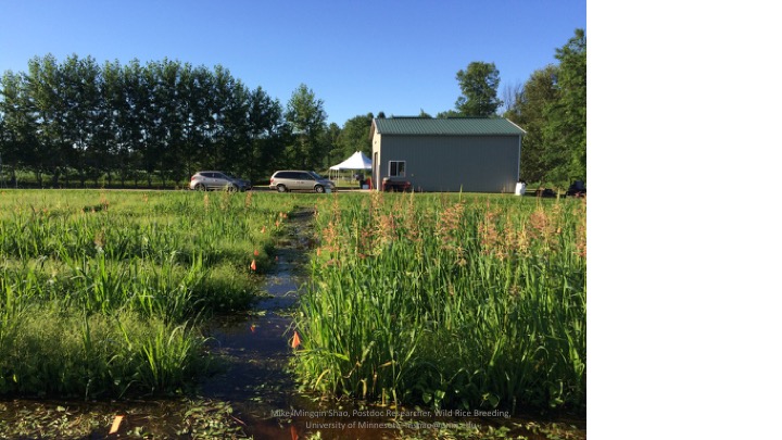 American Wild Rice: Plant_flower_seed_grain_food_from wild rice