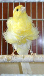 LOS CANARIOS DE POSTURA: Canarios Rizados (1)