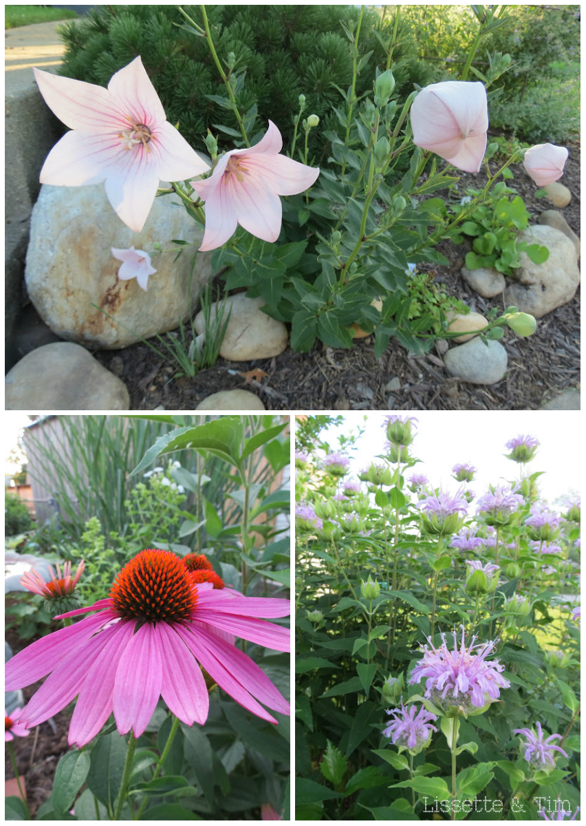 Lissette & Tim: June Was Abloom with Colors of Summer
