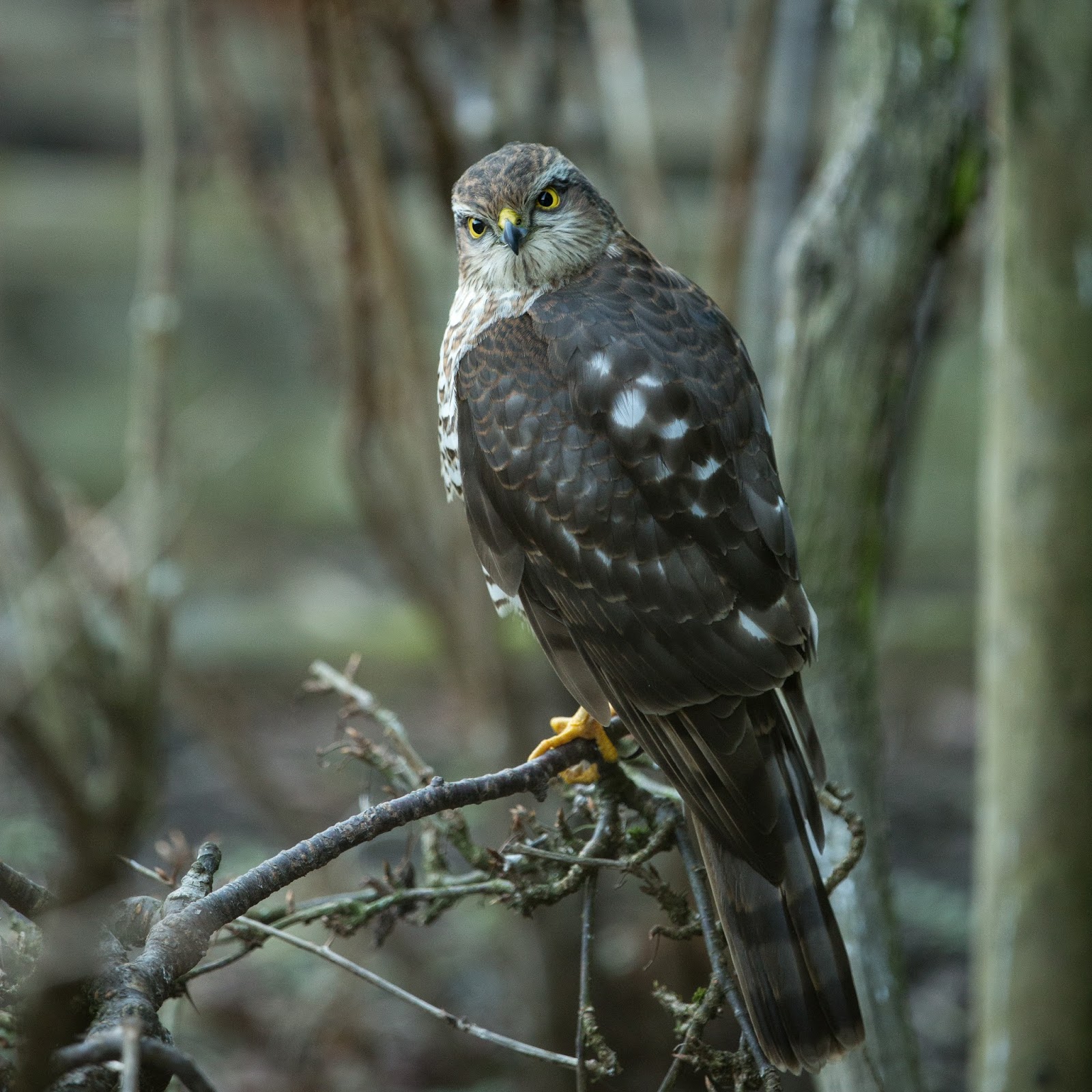 TrogTrogBlog: Fan-tailed sparrowhawk