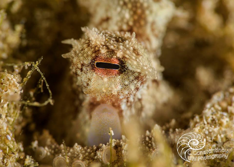 Biodiversity of Cyprus by NGO Protection of the Natural Heritage and ...