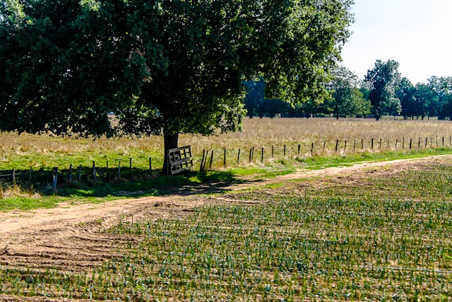 My Photography: French Field Views