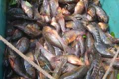 JHproducciones: EL RICO SABOR DEL TOPEN