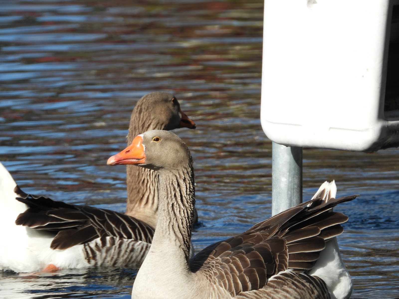 Bird & Travel Photos, Birding Sites, Bird Information: VARIOUS DOMESTIC ...