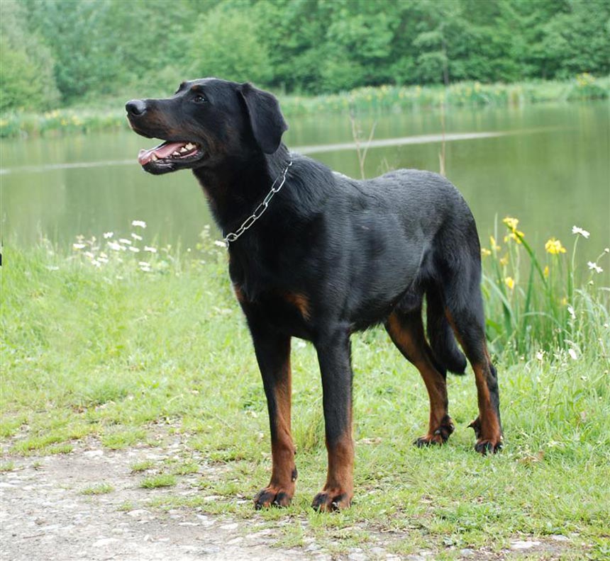 LA RAZAS DE LOS PERROS: BEAUCERON