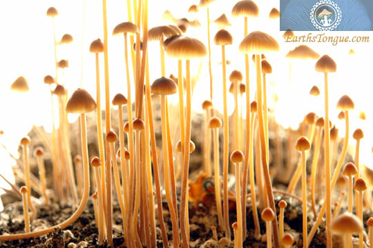 Tu Conecte: ¿Son hongos mágicos?