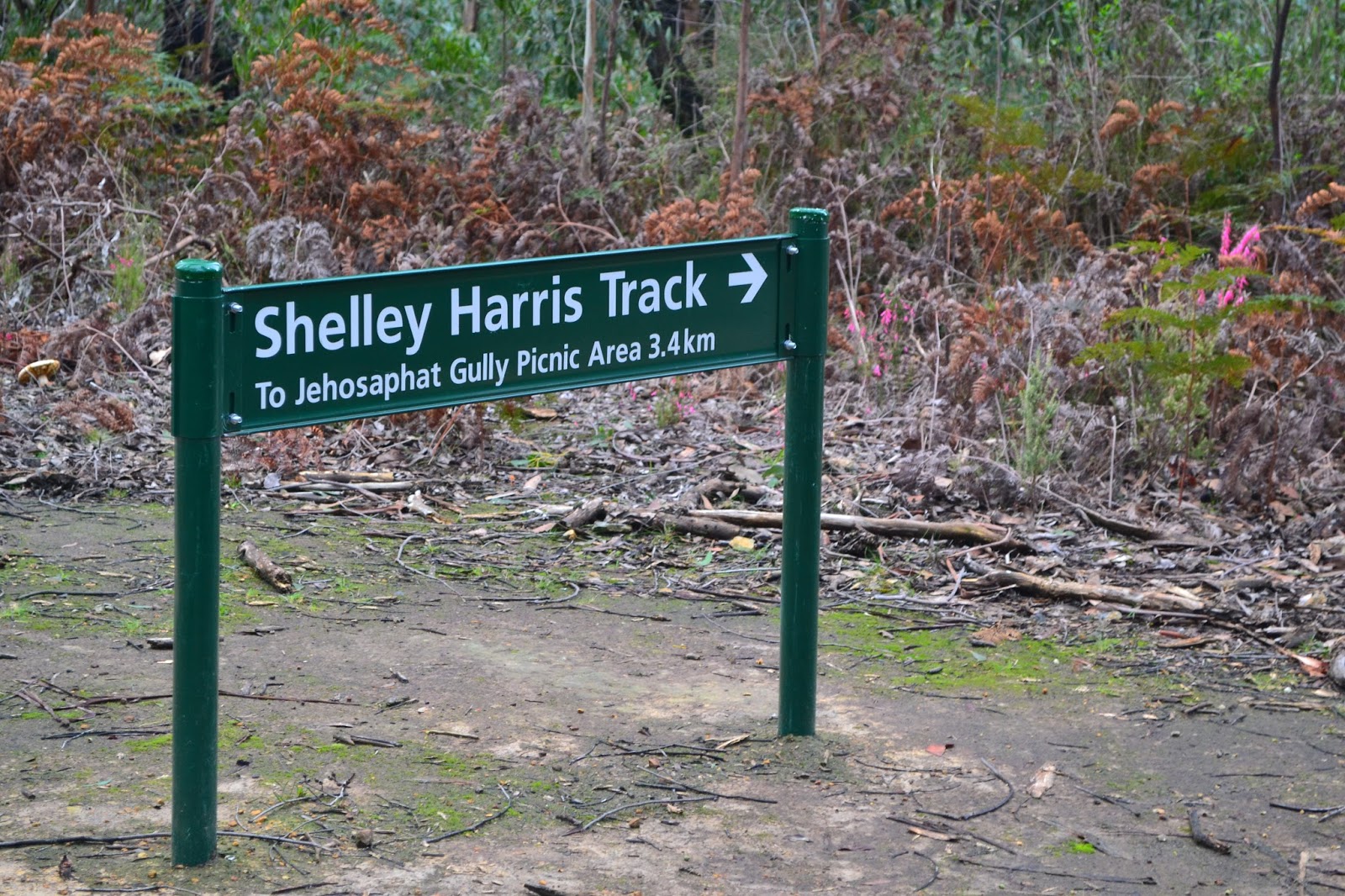 Goin' Feral One Day At A Time: Mt Everard Circuit, Kinglake National ...