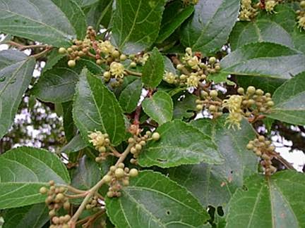 Plantas Medicinais Brasileiras: MUTAMBA