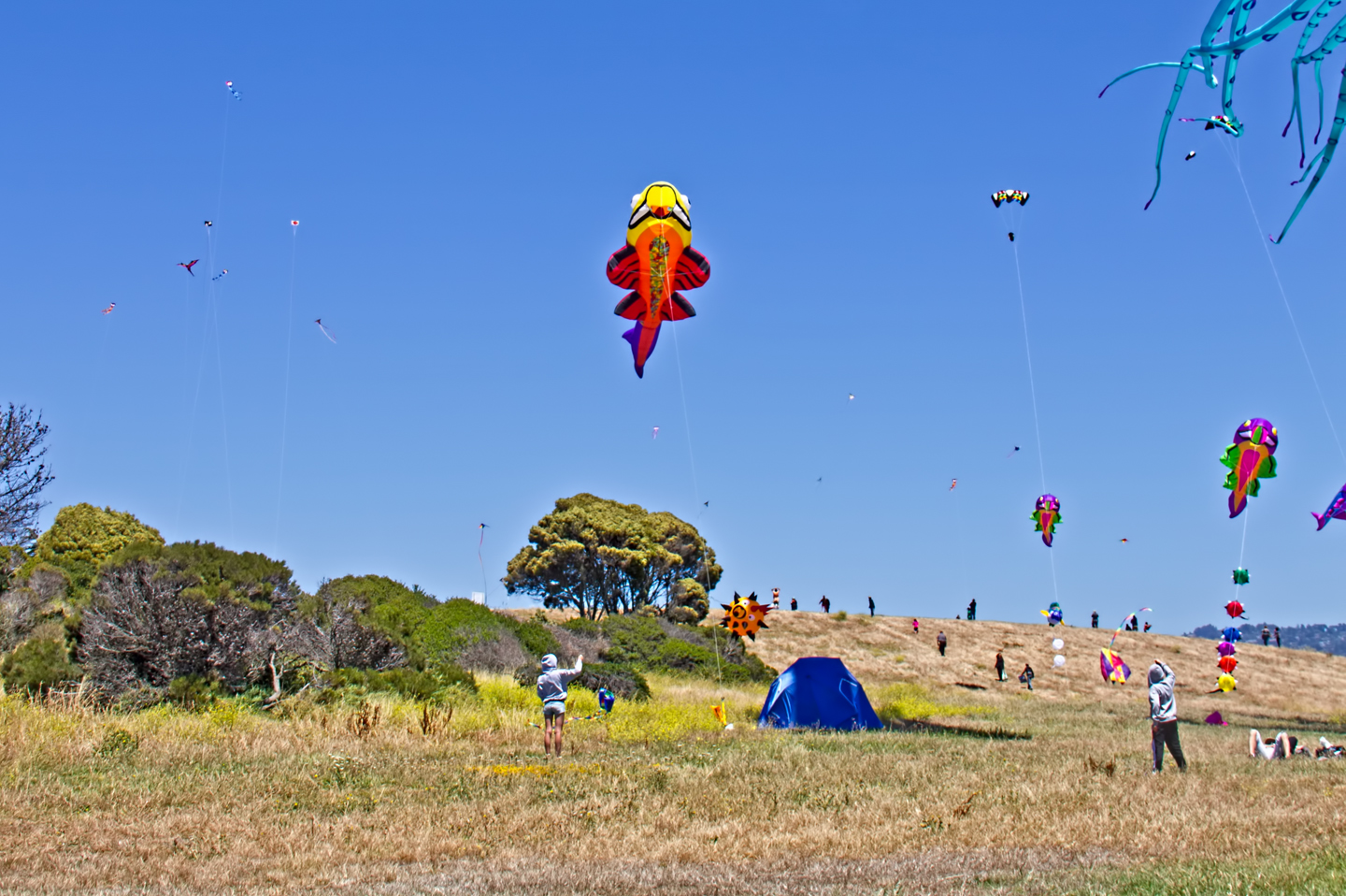 travelswithkathleen: Kite runners