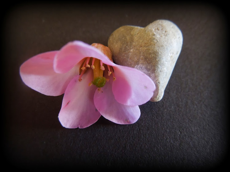 Montse Fotoblog: Piedra y flor