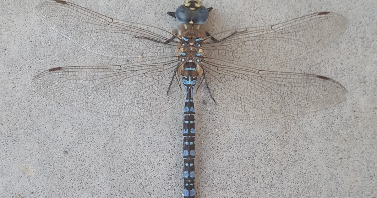 Homeschooling, Homesteading, and a Full Family Life: The Coolest ...