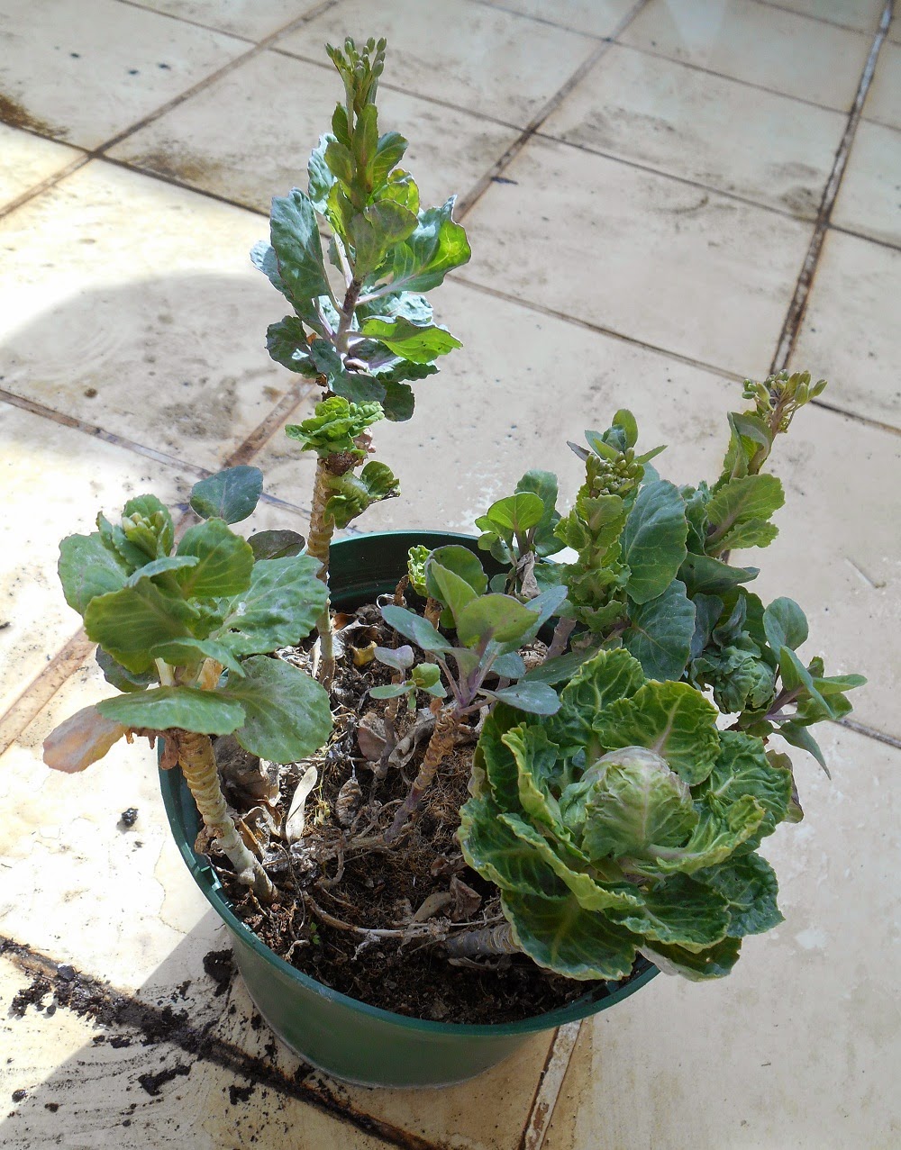 Plantas para hombres: Brassica oleracea var. Gemmifera, col de Bruselas