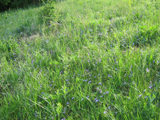 Country inside: Comorile ascunse ale Dobrogei ~ part.I ~ Bujorii din ...