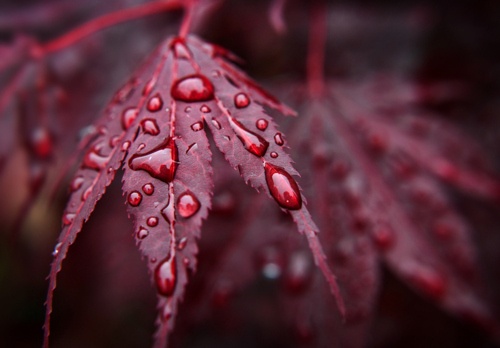 BeSoStyle: must-have maroon