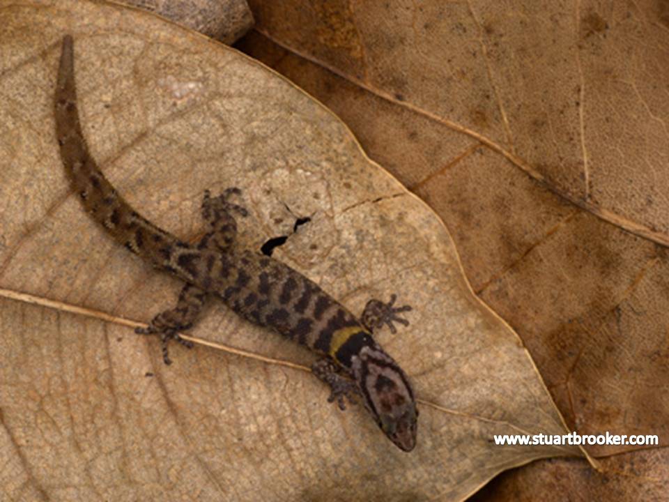 St. Lucia Forestry Department Environmental Education Unit: St Lucia ...
