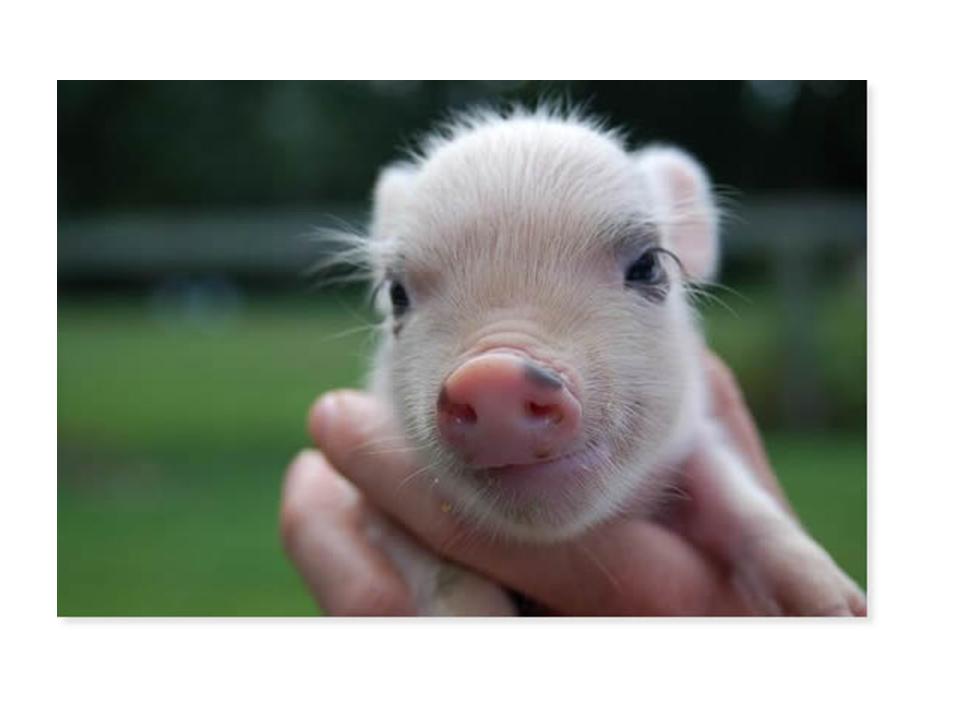 NOS PETITS FRERES LES ANIMAUX: Les cochons