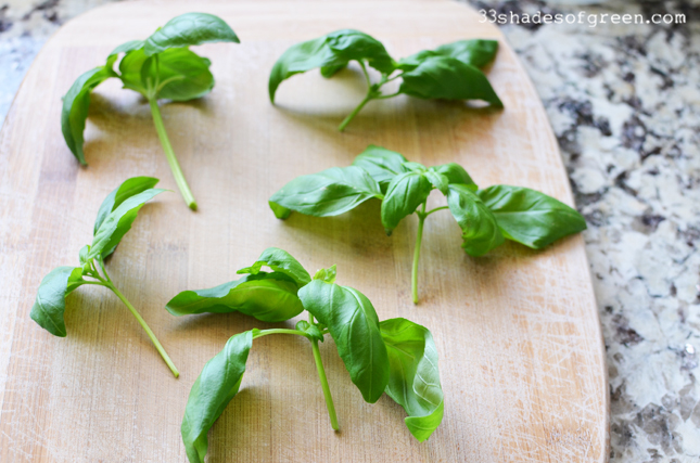 33 Shades of Green: How to Propagate Basil