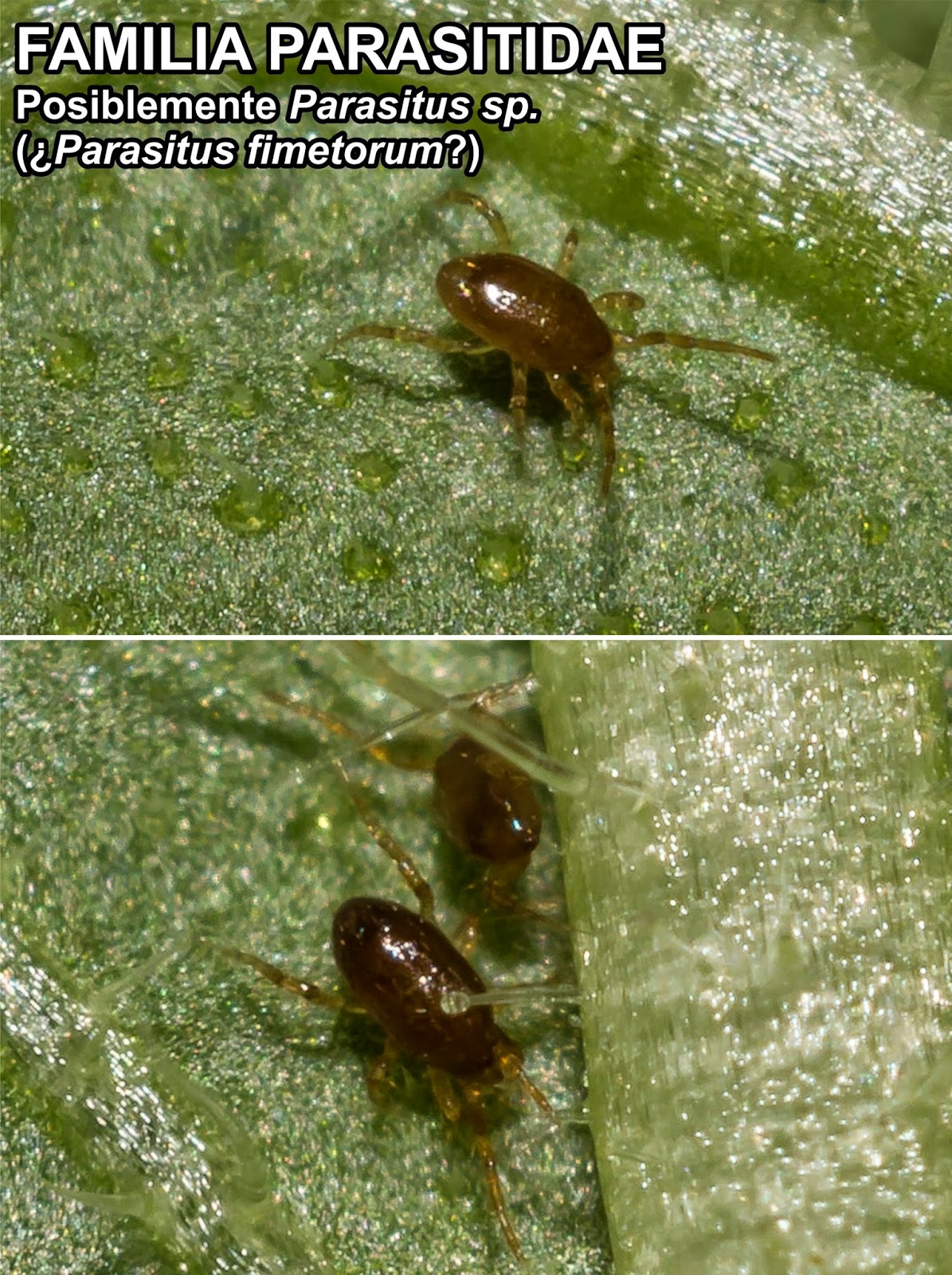 Homo agricola: febrero 2015