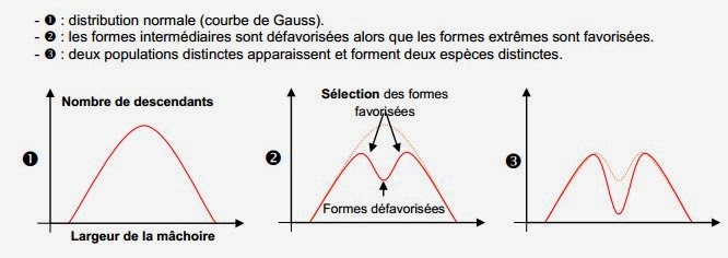 Blog de SVT: thème1A3 : Biodiversité, dérive génétique, sélection ...
