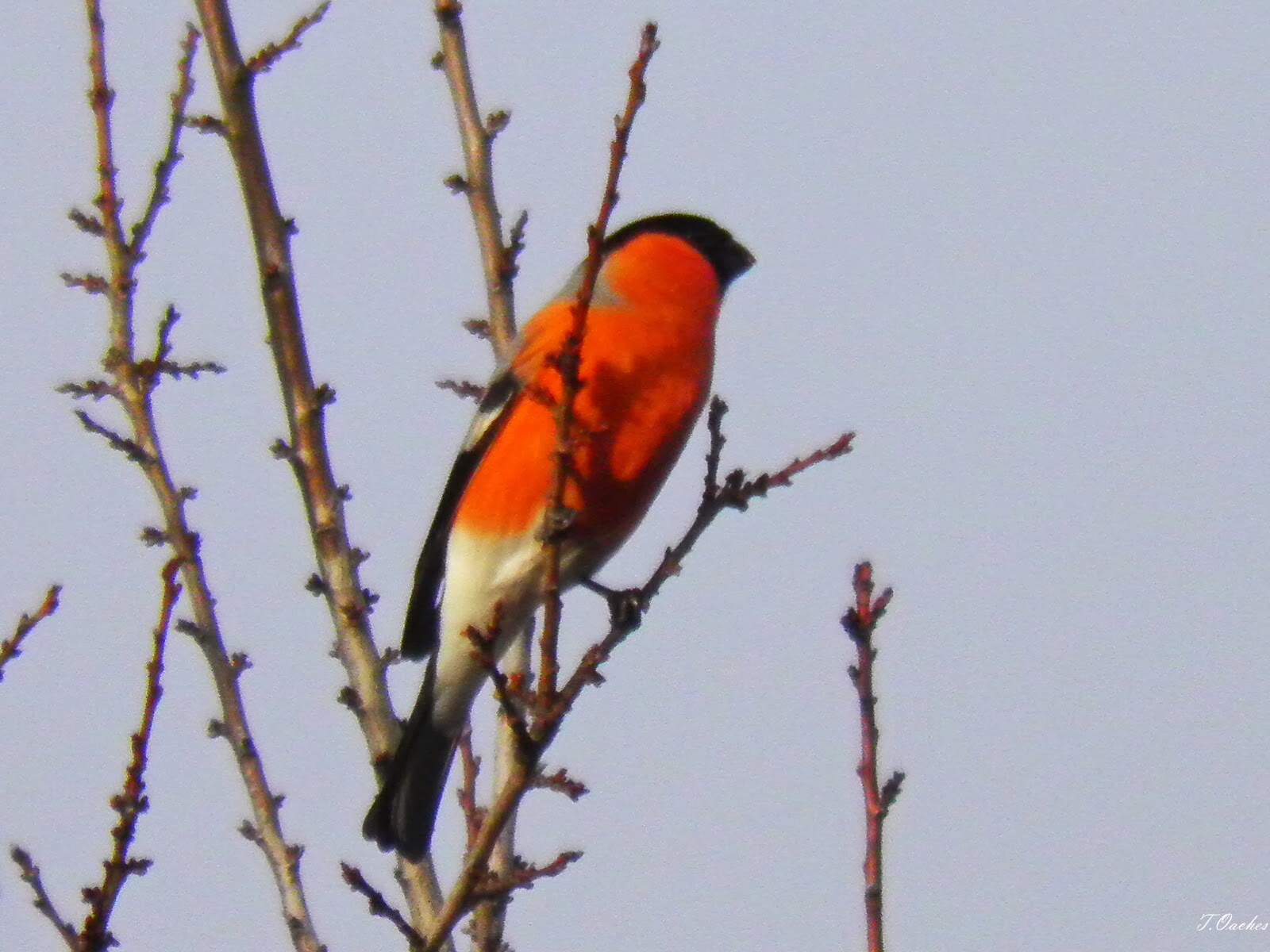 PASARI DIN ROMANIA: MUGURAR (2) , Pyrrhula pyrrhula