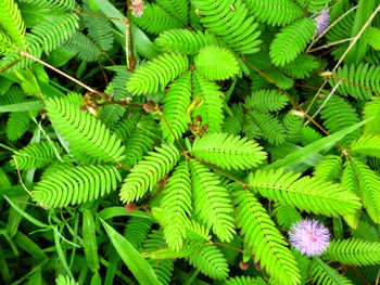 Mimosa Sleeping grass-Nidikumba | SL Flora