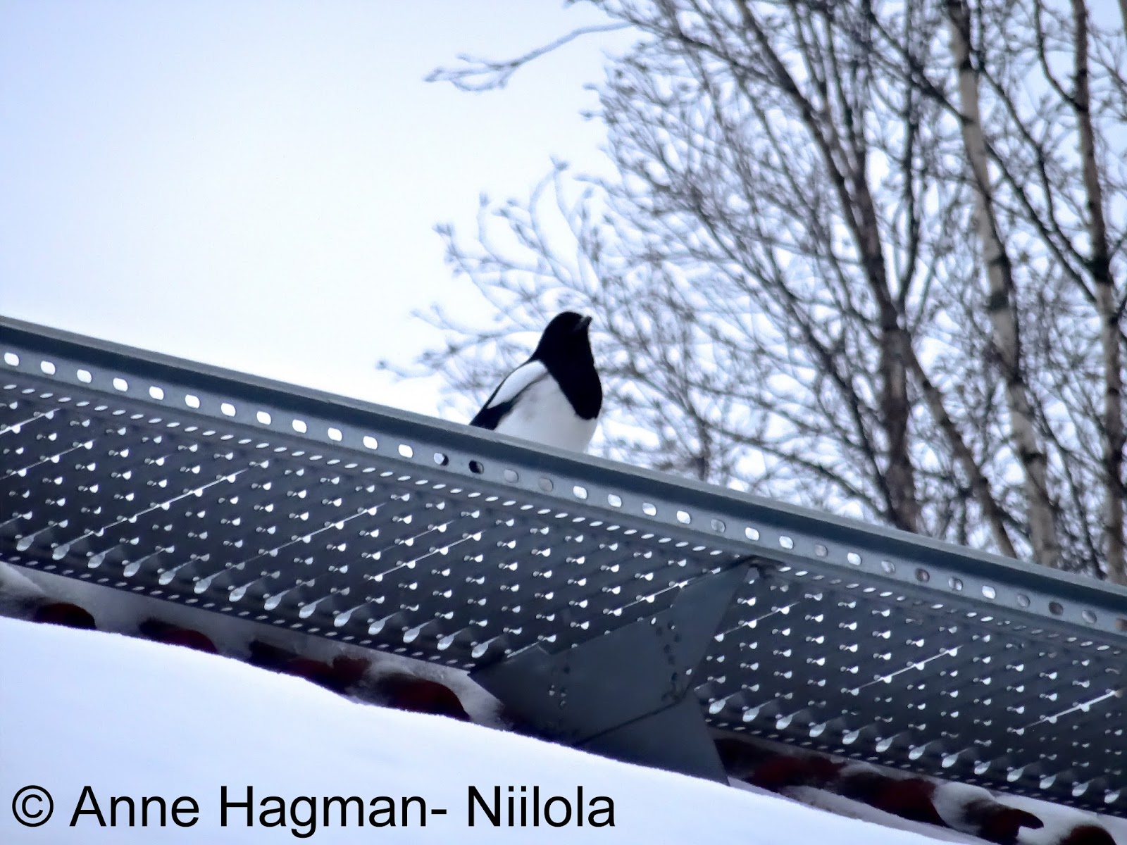 ANNEN LUONTOPÄIVÄKIRJA nature diary: HARAKKA (Pica pica)