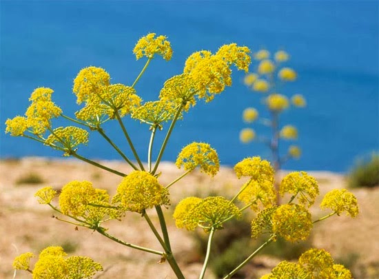 LingZhi Paradise: Criste Marine: Vegetal Stem Cells that Retain a ...