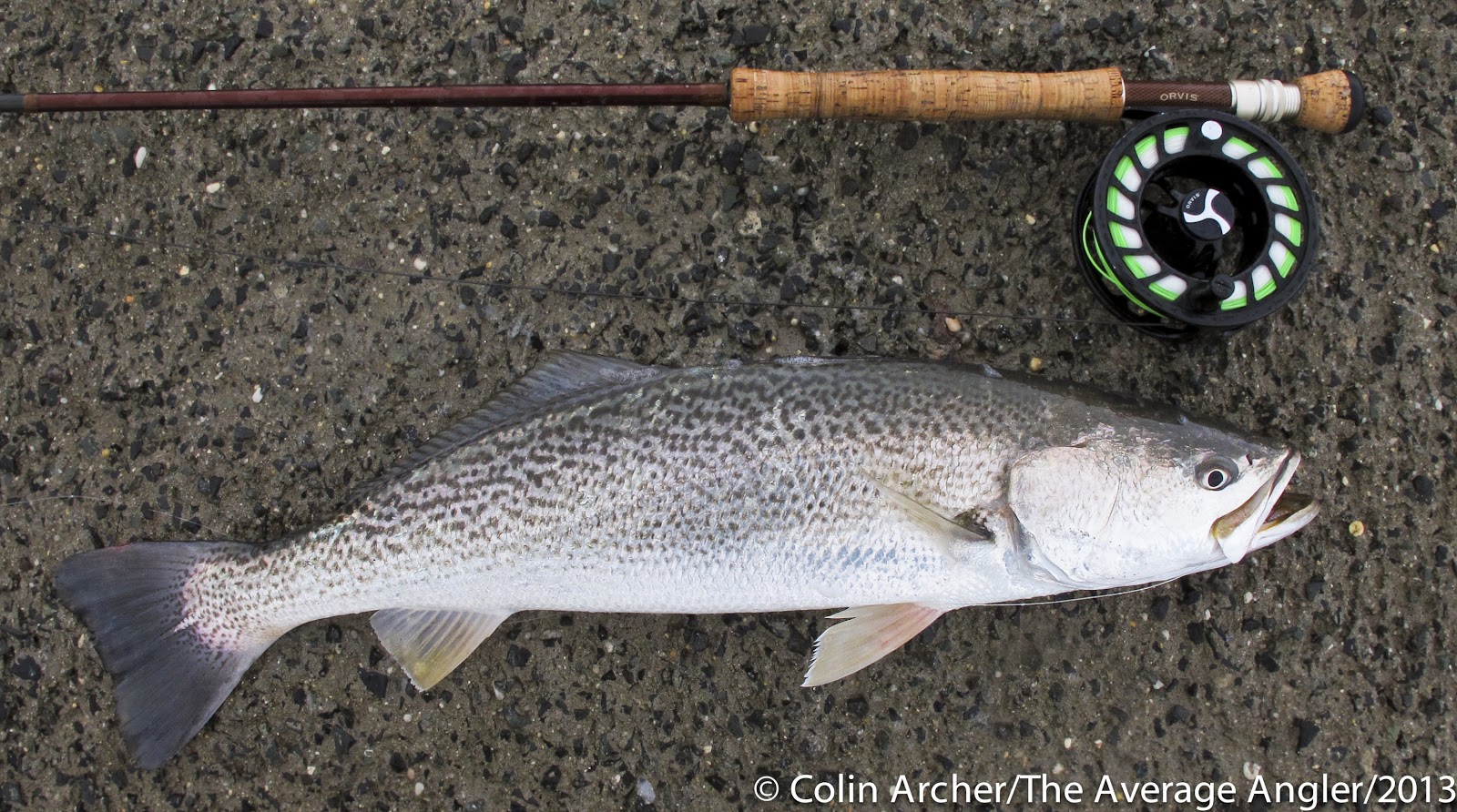 The Average Angler: 05.08.13 Fluke yesterday, weakfish today.....the ...