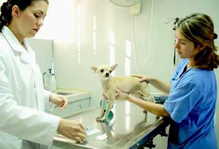 SINTOMAS DEL DISTEMPER CANINO-TODO SOBRE SALUD Y ENFERMEDADES : TODO ...