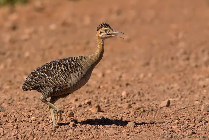 Aves de Santa Fe - Argentina: INAMBÚ, MARTINETA O PERDÍZ (Flia. Tinamidae)