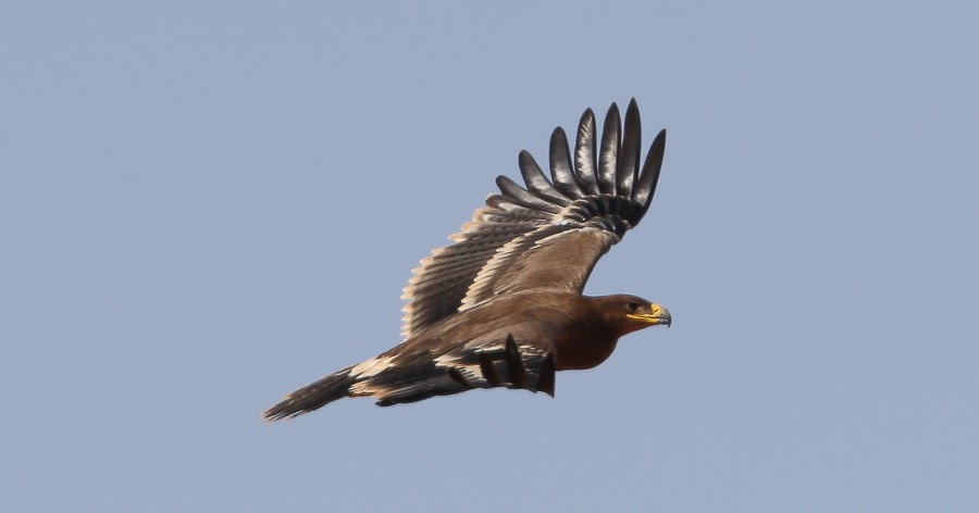 Birds of Saudi Arabia: Steppe Eagles - Tabuk