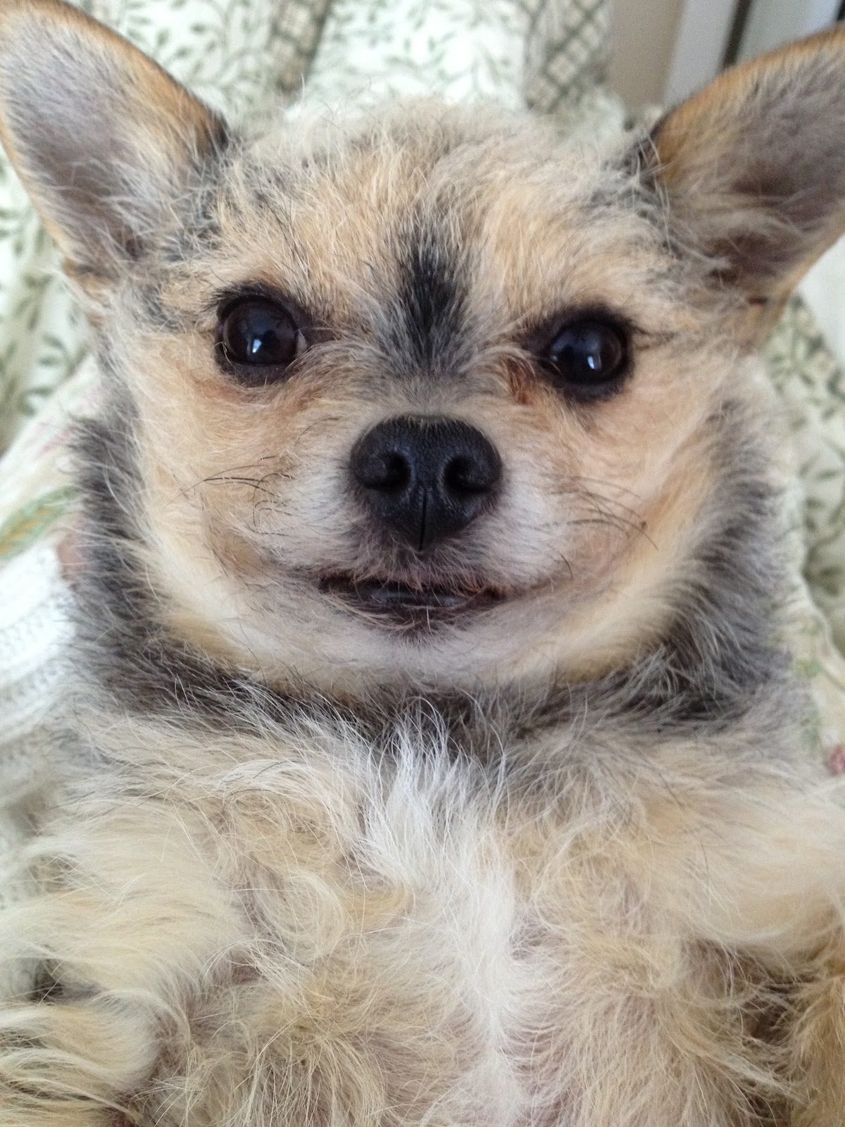 life in the dog house: World Cutest Puppy Take 2