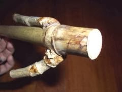 Khasiat-Khasiat Mistik Tanaman Di Pekarangan Rumah | Tiga Danau Warna