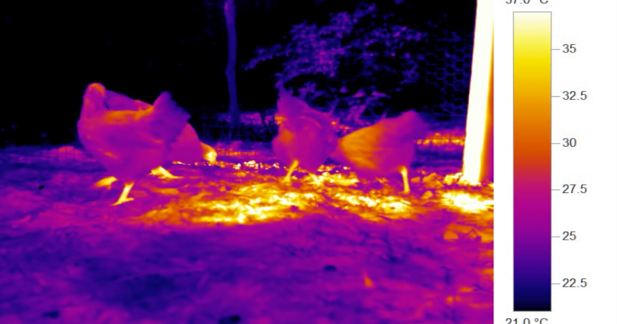ข่าวสารสัตว์ปีก: เทอร์โมกราฟด้วยรังสีอินฟาเรดใช้ประเมินปัญหาขาพิการ