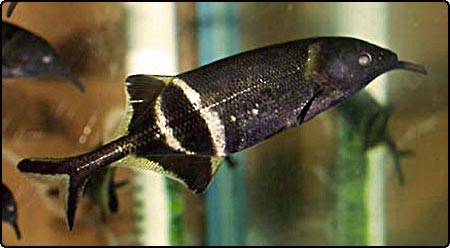 fenomena: Elephant Fish