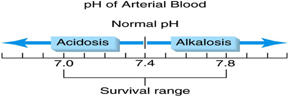 Strength Conditioning and Nutrition 101: the science behind pH and ...
